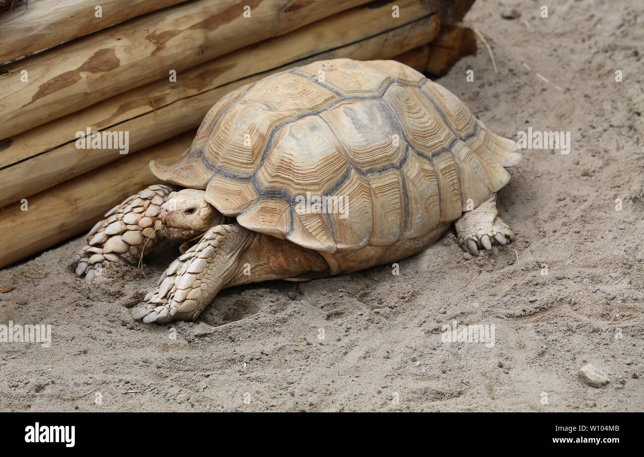 Brown turtle with beautiful shell sitting on the sand Stock Photo - Alamy