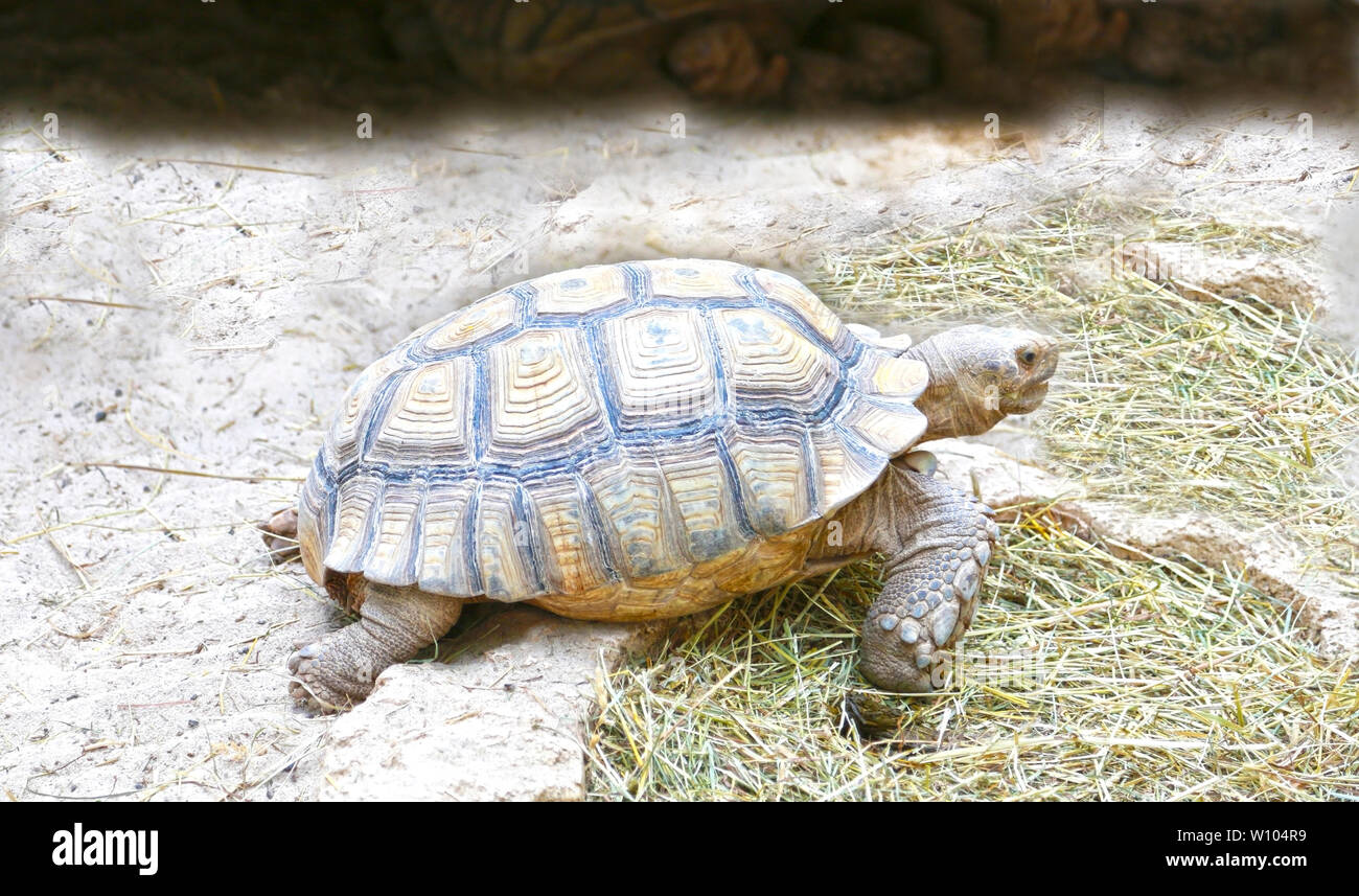 Brown turtle with beautiful shell sitting on the sand Stock Photo - Alamy