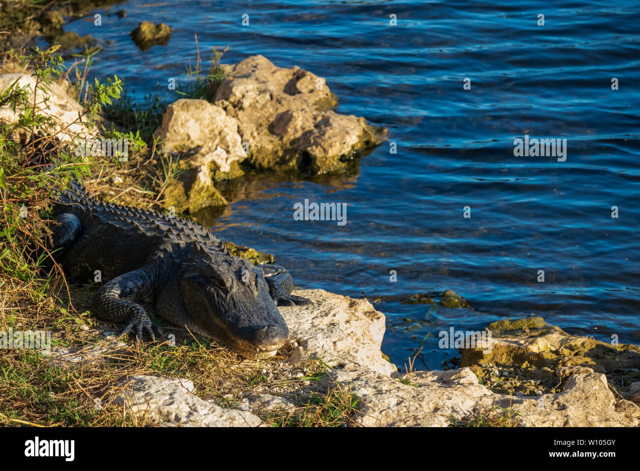 Alligator laying on rocks next to water in Everglades National Park ...
