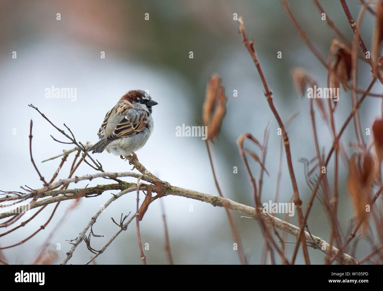 House sparrow passer domesticus on a branch hi-res stock photography ...