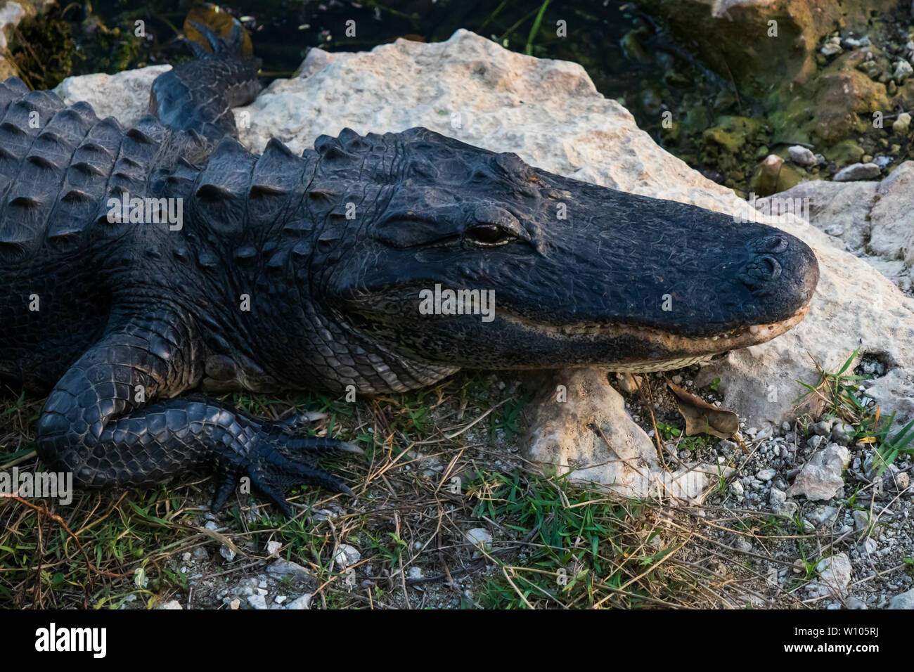 Alligator laying on rocks next to water in Everglades National Park ...