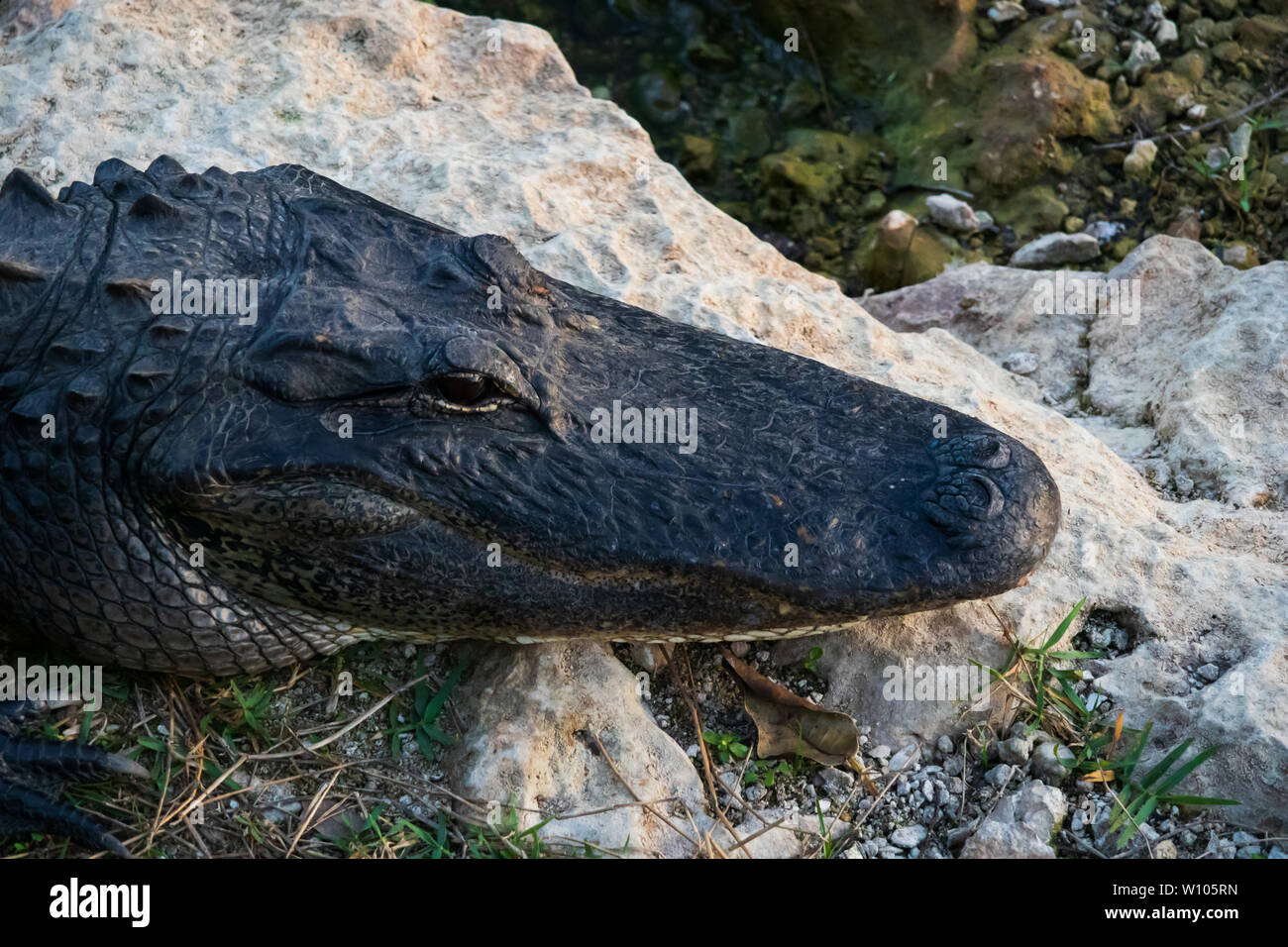 Alligator laying on rocks next to water in Everglades National Park ...