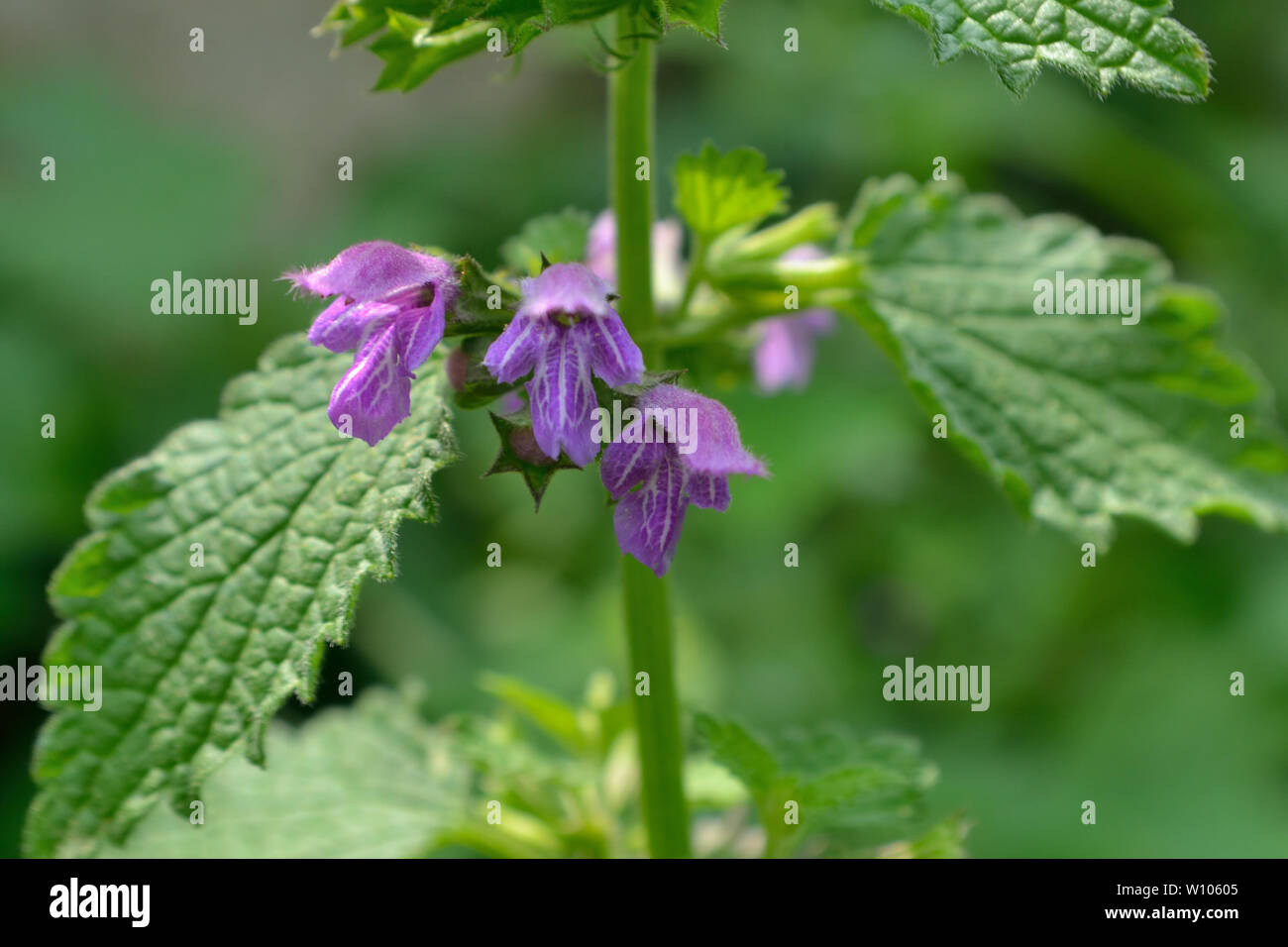 Close up of henbit dead-nettle weed, Lamium maculatum Stock Photo - Alamy