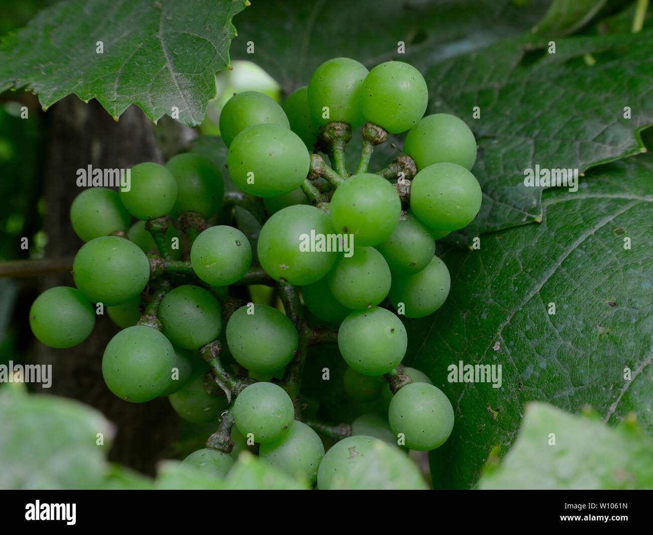 Unripe grape hi-res stock photography and images - Alamy