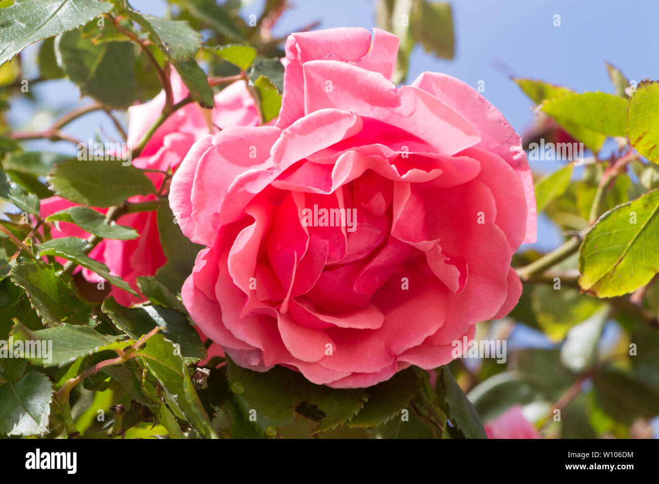 Pink rose in a garden during spring Stock Photo - Alamy