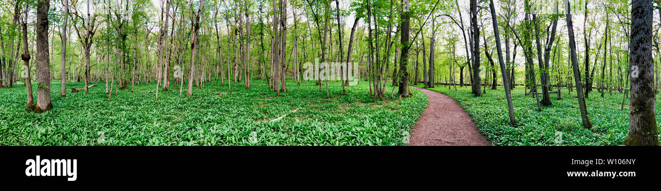 Path in the forest in Munk Meadows Nature Reserve in the Lidkoping area ...