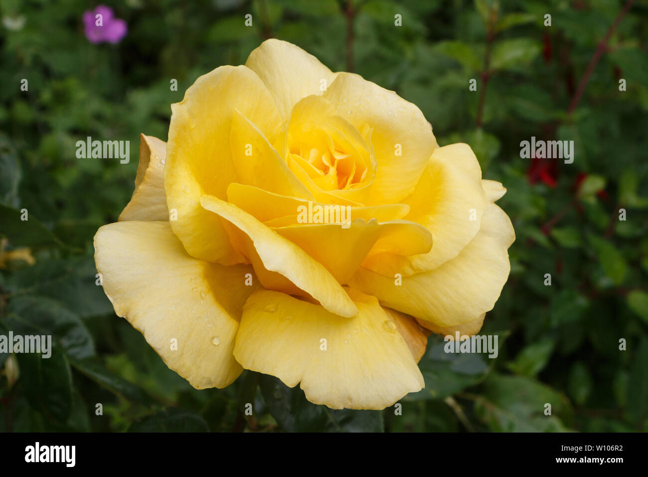 Yellow rose with dewdrops in a garden during spring Stock Photo - Alamy