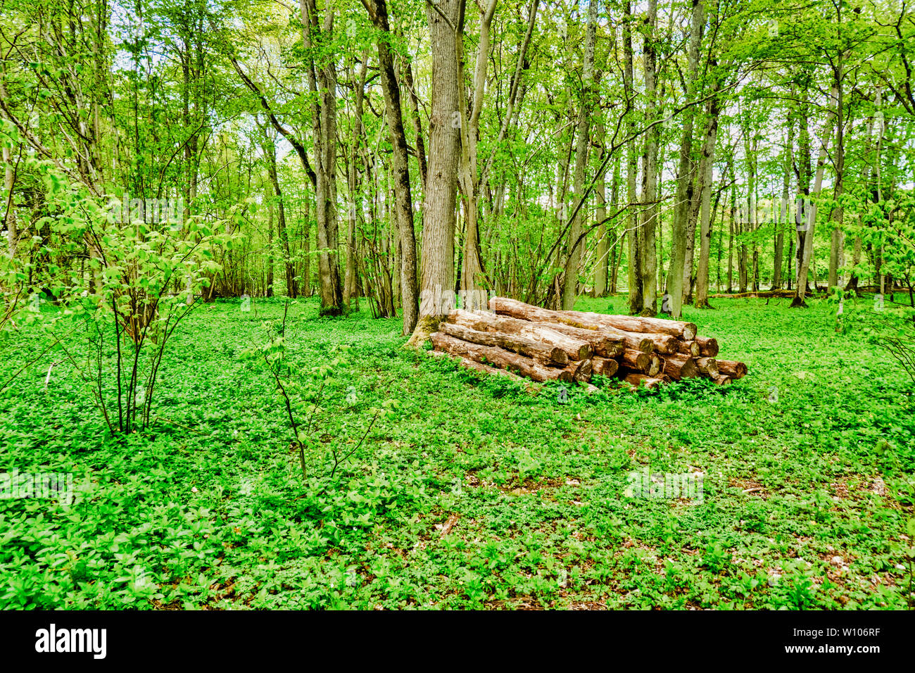 Temperate climate terrestrial habitat hi-res stock photography and ...