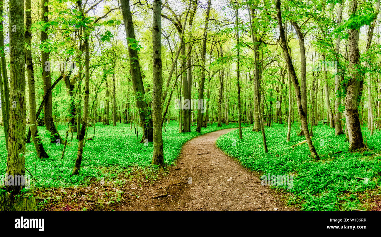 Path in the forest in Munk Meadows Nature Reserve in the Lidkoping area ...
