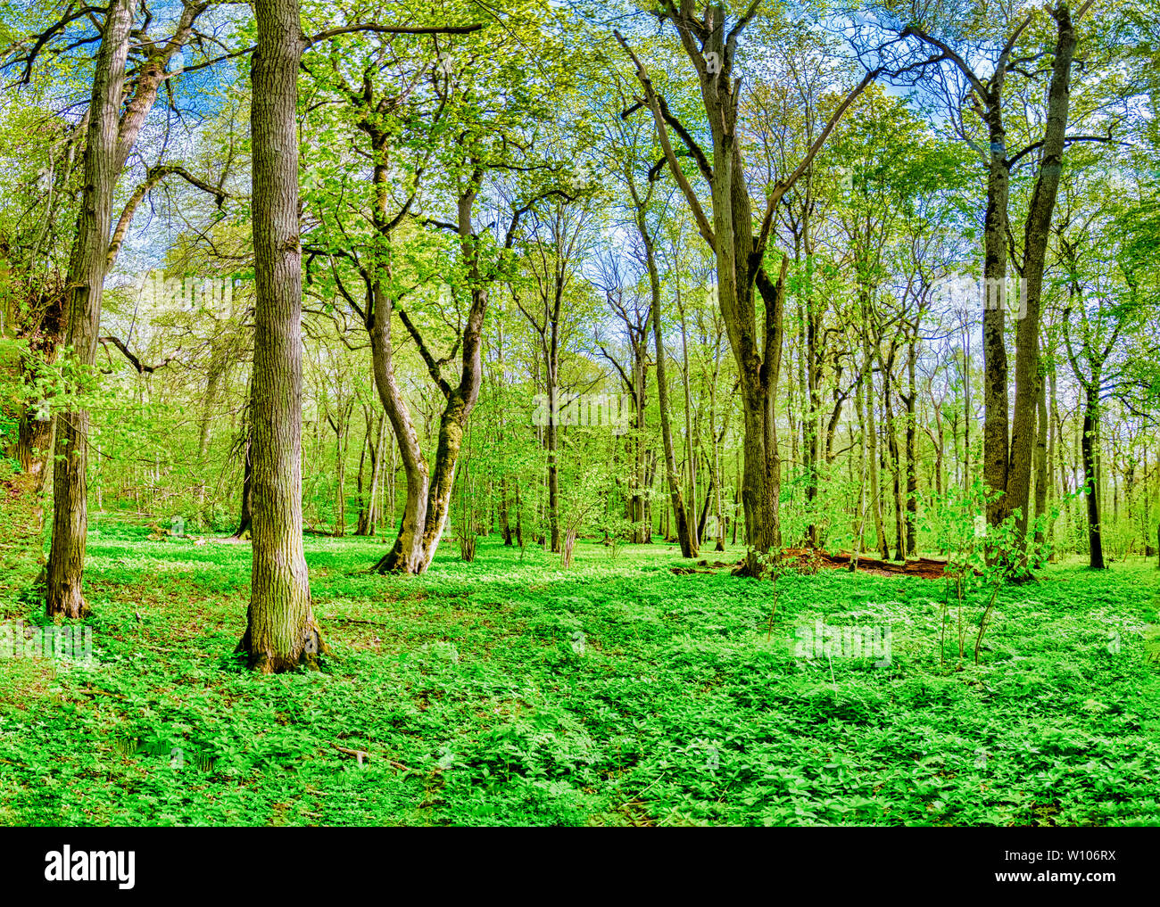 Munk Meadows Nature Reserve in the Lidkoping area Stock Photo - Alamy