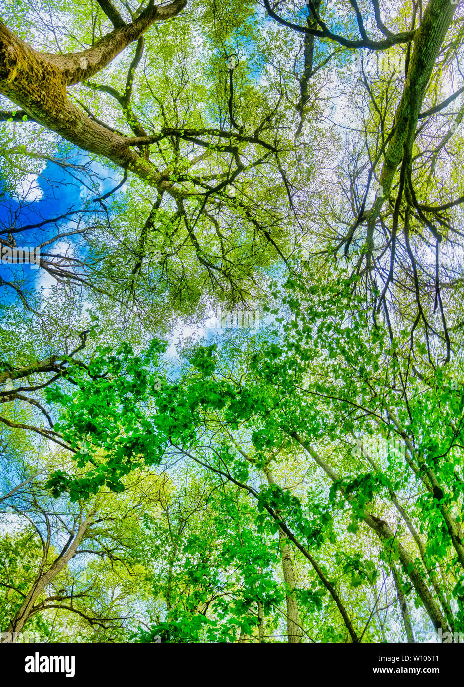 Munk Meadows Nature Reserve in the Lidkoping area Stock Photo - Alamy