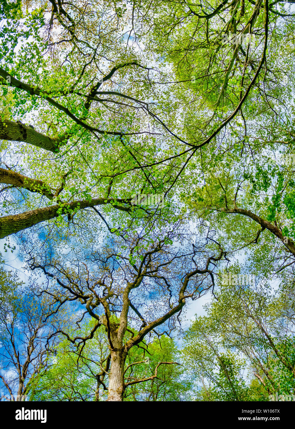 Munk Meadows Nature Reserve in the Lidkoping area Stock Photo - Alamy