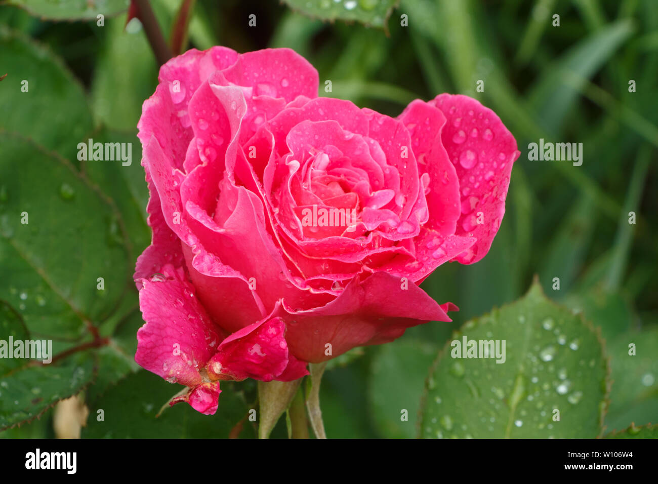 Pink rose with dewdrops in a garden during spring Stock Photo - Alamy