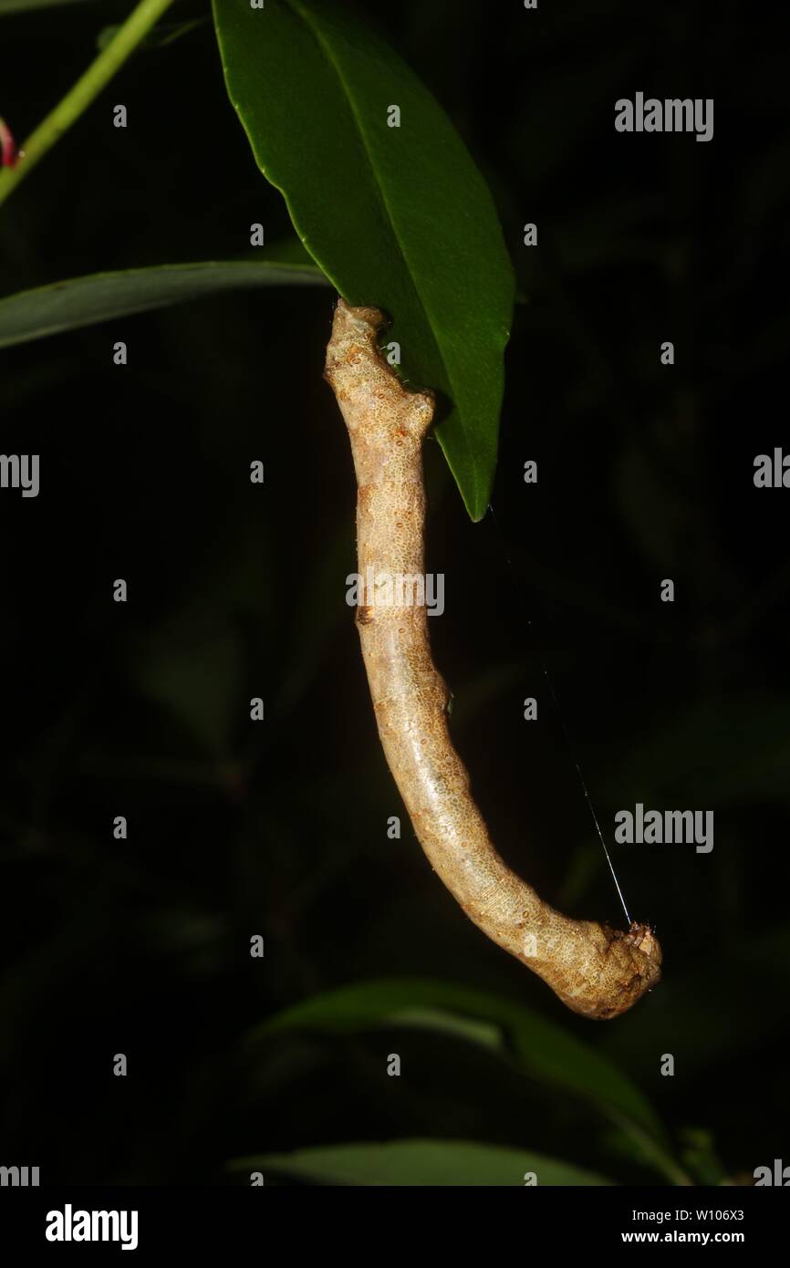 Rainforest invertebrates hi-res stock photography and images - Alamy