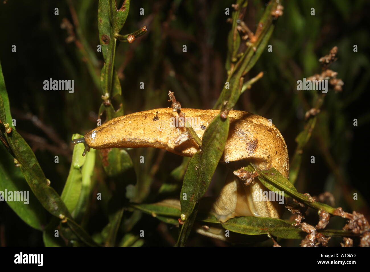 Rainforest invertebrates hi-res stock photography and images - Alamy
