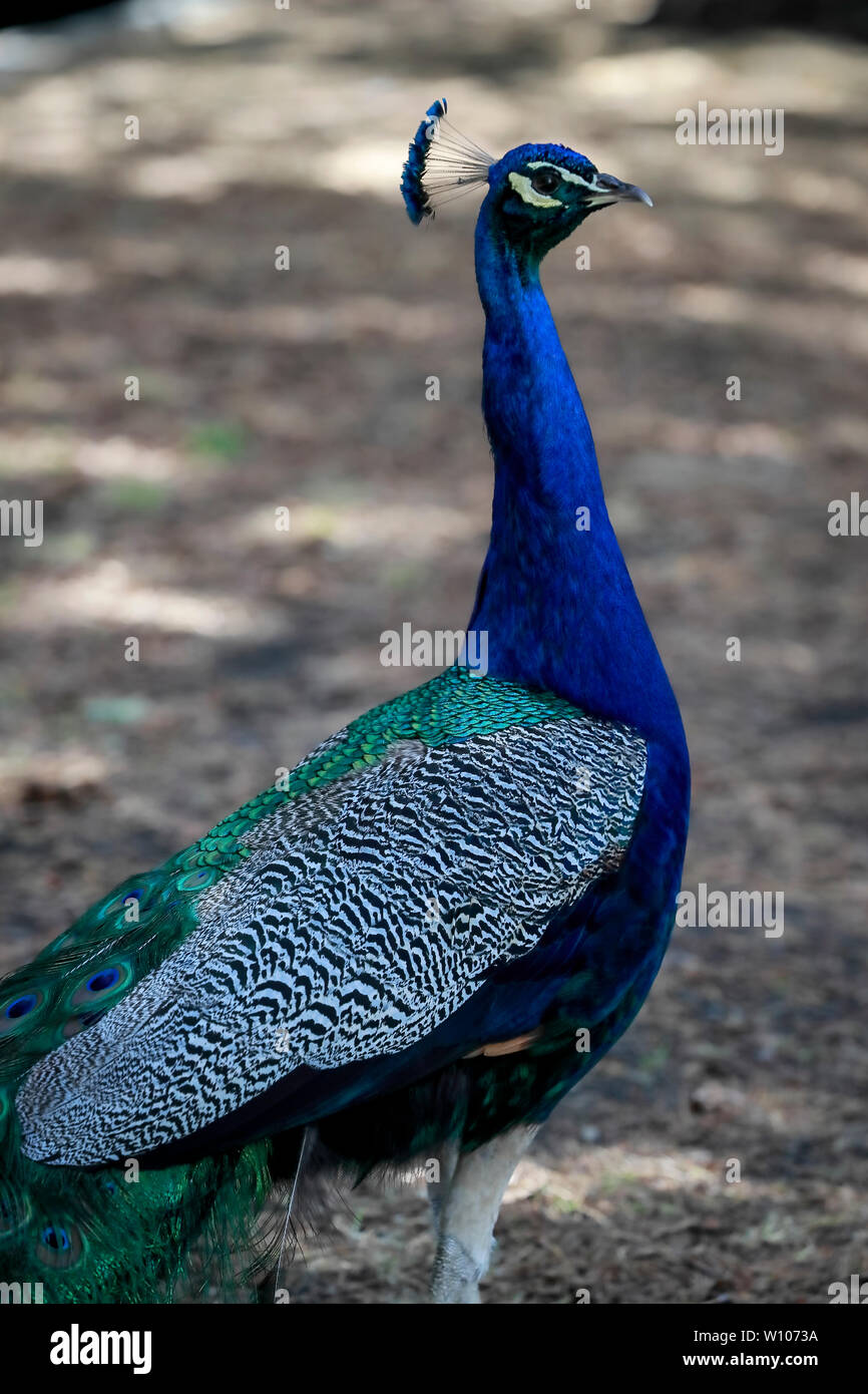 A close up of a male peacock in Beacon Hill Park in Victoria BC, Canada ...