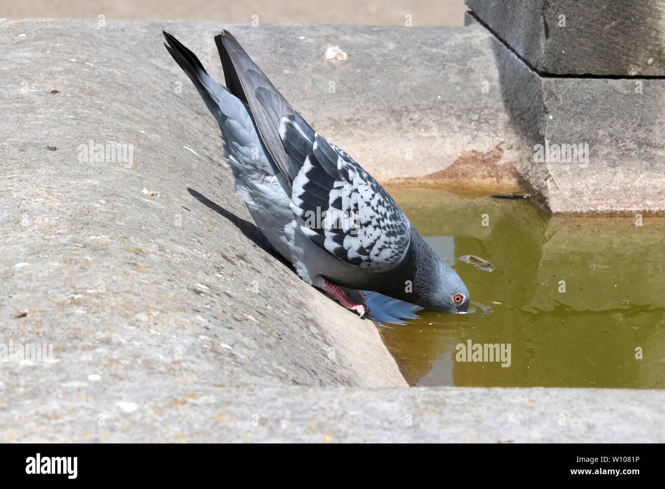 Pigeon having drink hi-res stock photography and images - Alamy