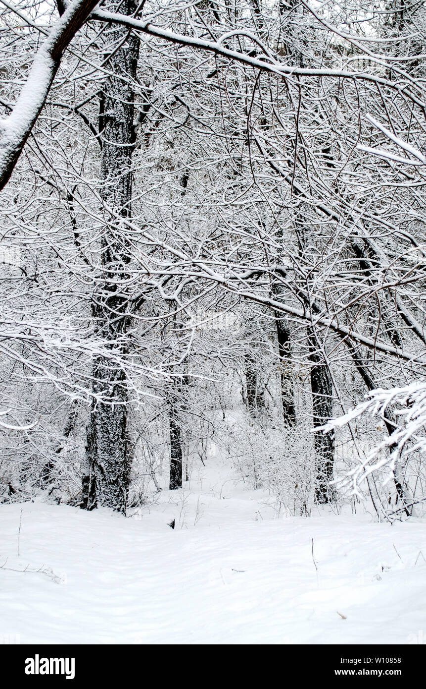 Winter forest. Snow covered trees in the forest. Winter season ...