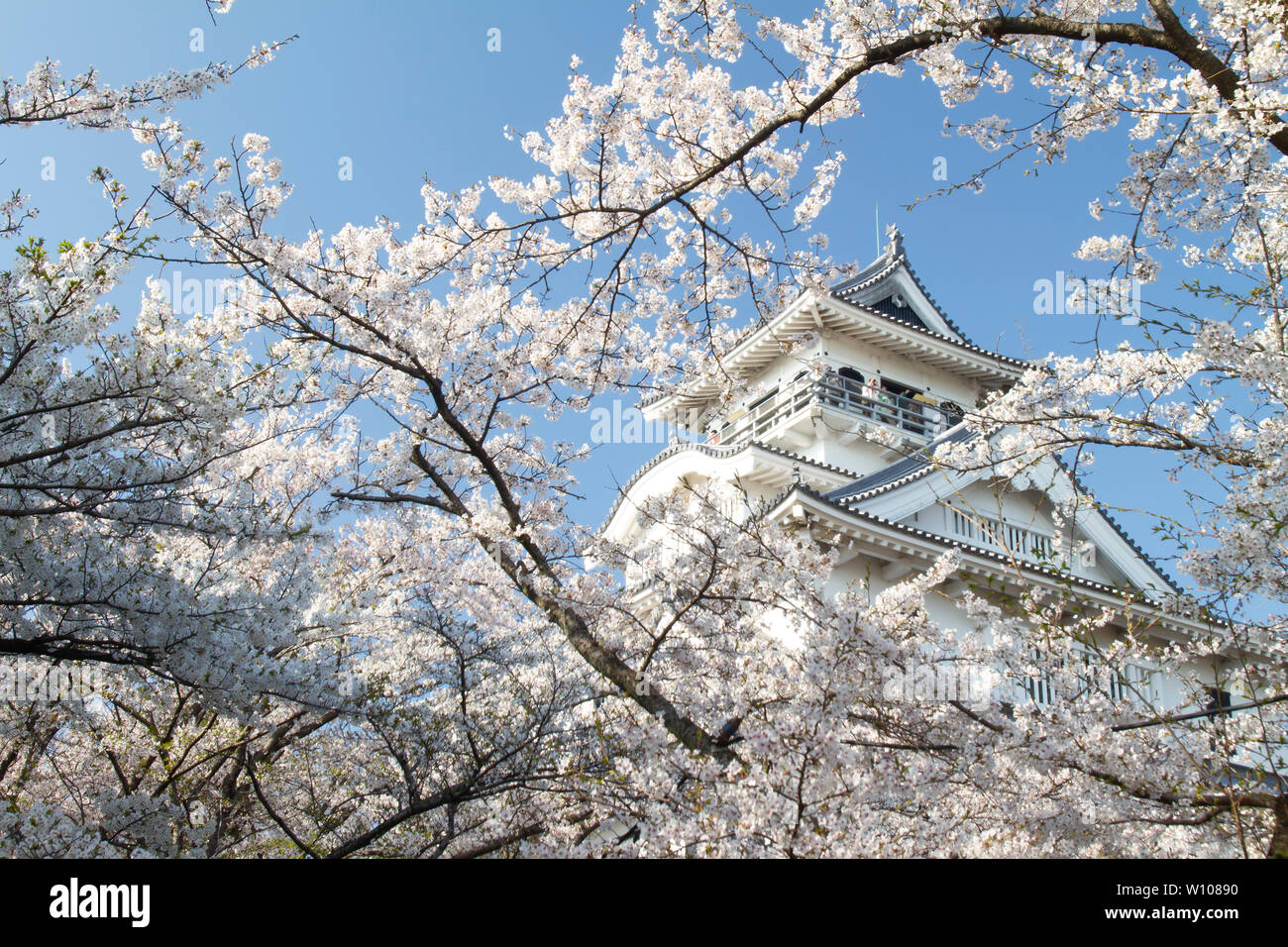 The pink flower and lots of colors sakura trees, Japan Stock Photo - Alamy