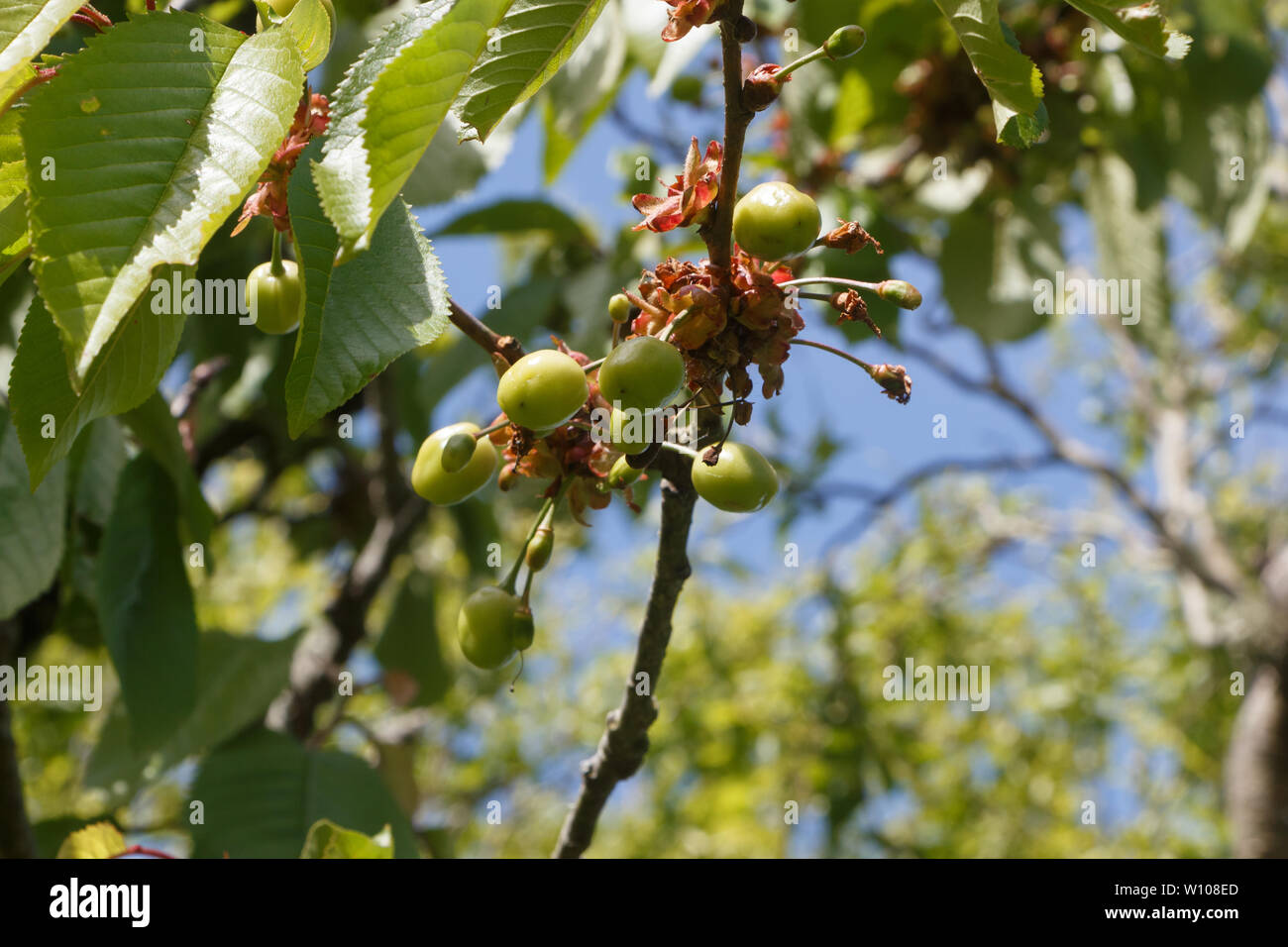 Little cherries ripening on a cherry tree in an orchard during spring ...