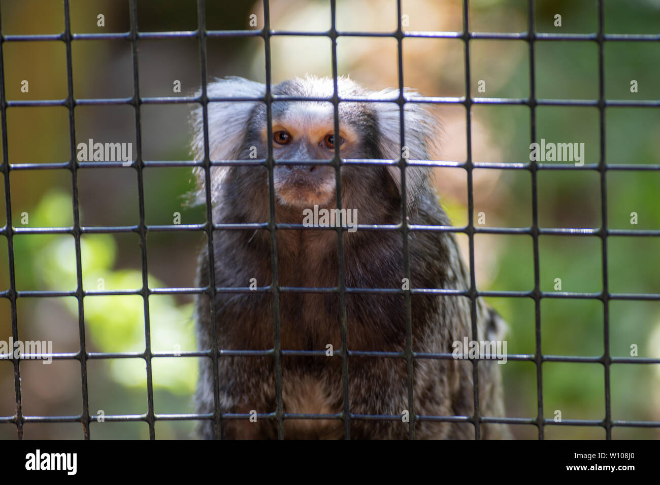 Animal Testing Monkey High Resolution Stock Photography and Images - Alamy
