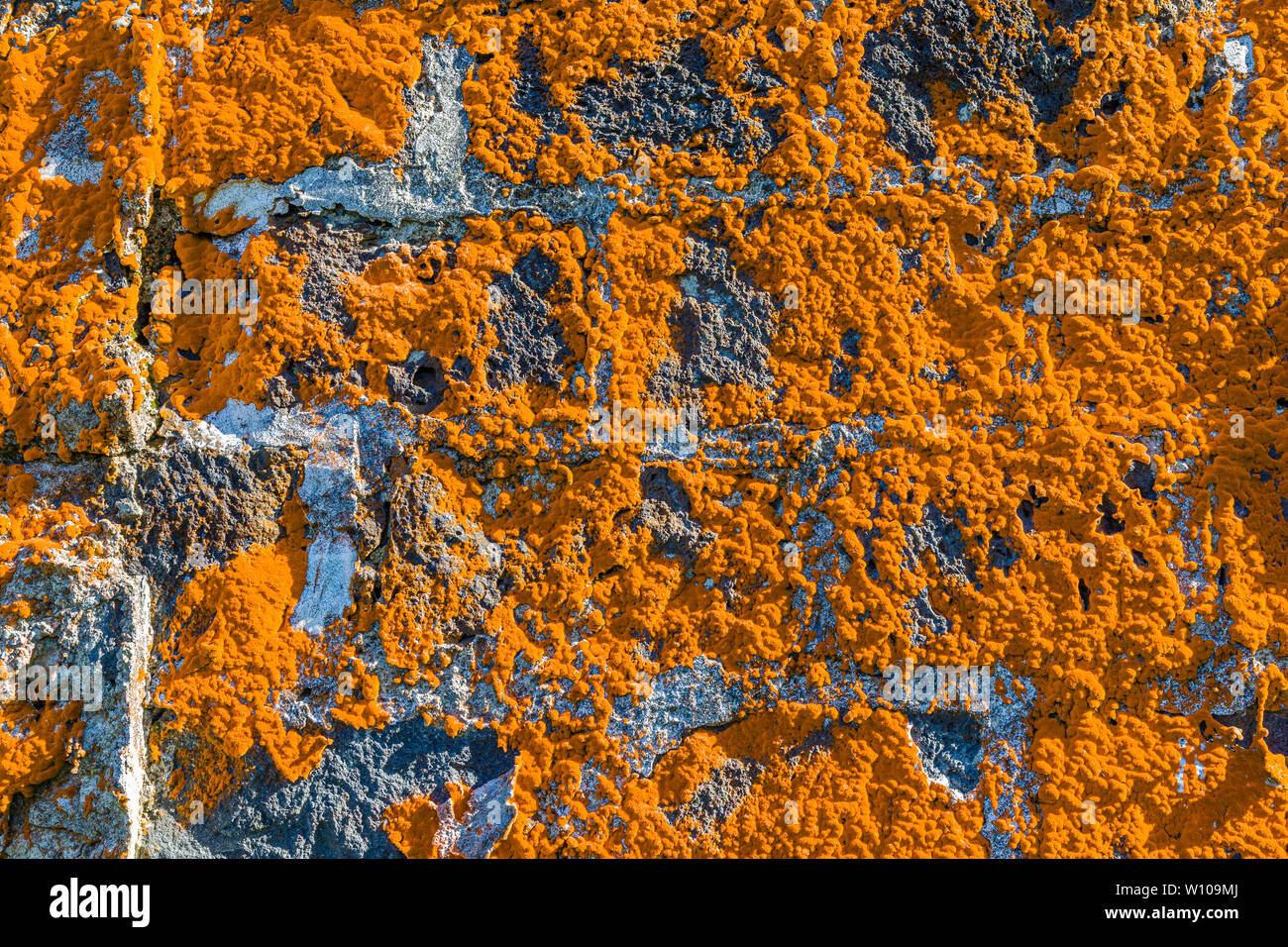 Old house overgrown orange lichen, Sao Miguel Island, Azores ...