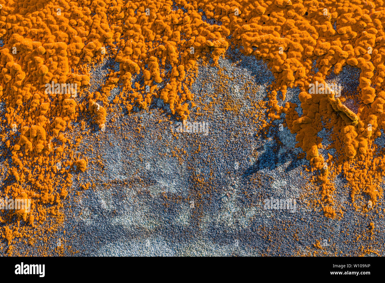 Old house overgrown orange lichen, Sao Miguel Island, Azores ...