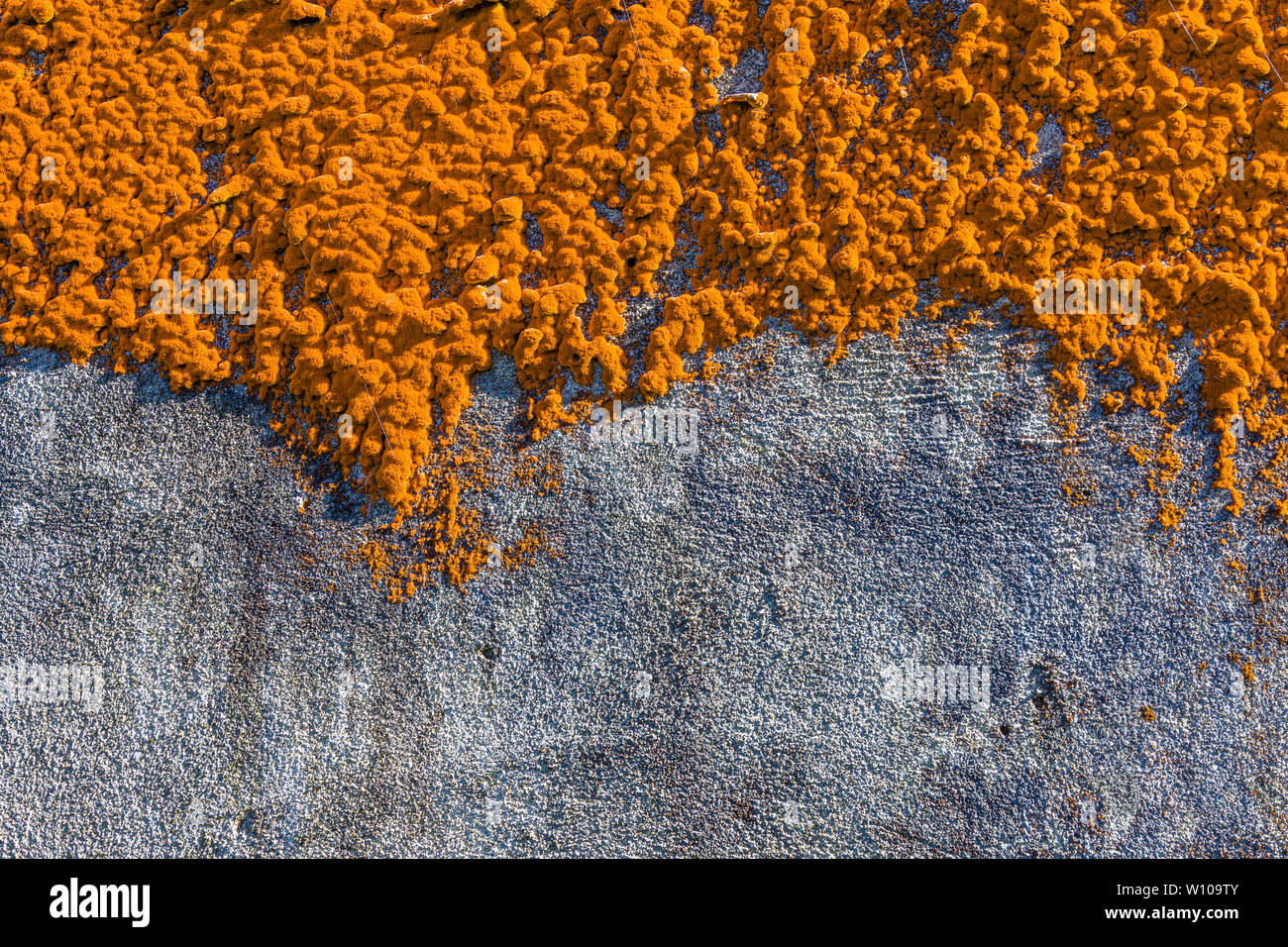Old house overgrown orange lichen, Sao Miguel Island, Azores ...