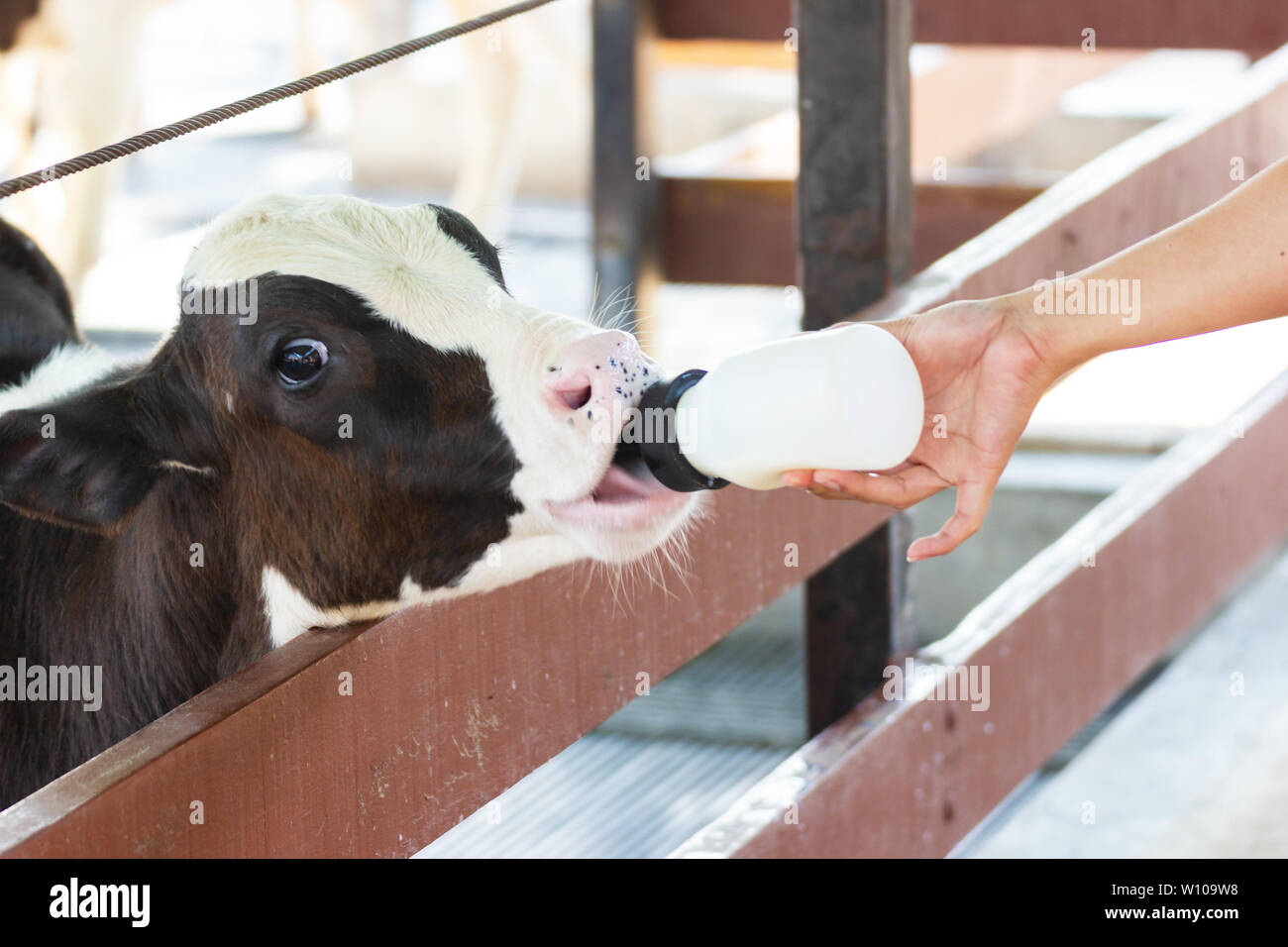 Hand rearing feeding hi-res stock photography and images - Alamy