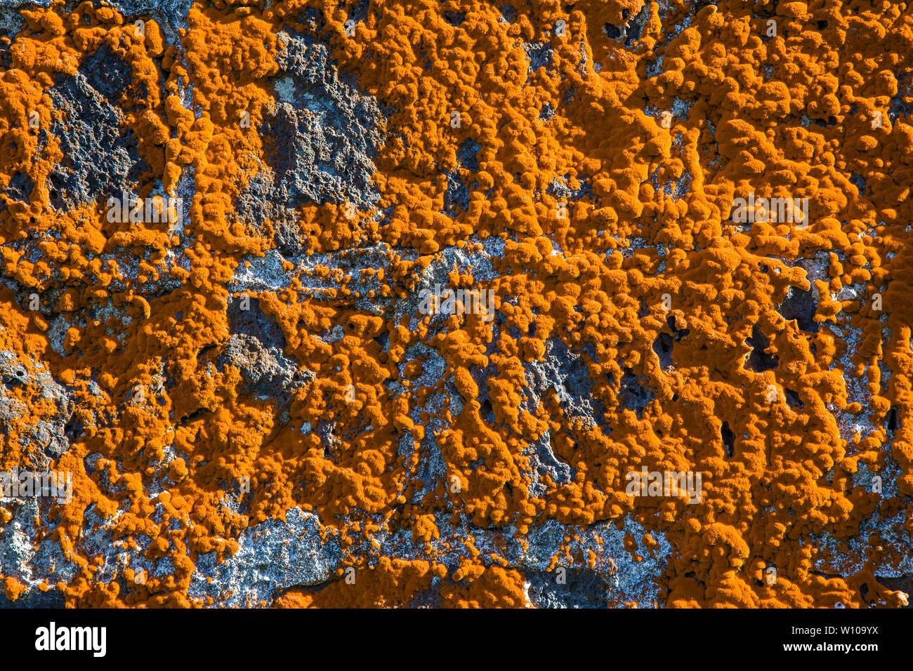 Old house overgrown orange lichen, Sao Miguel Island, Azores ...