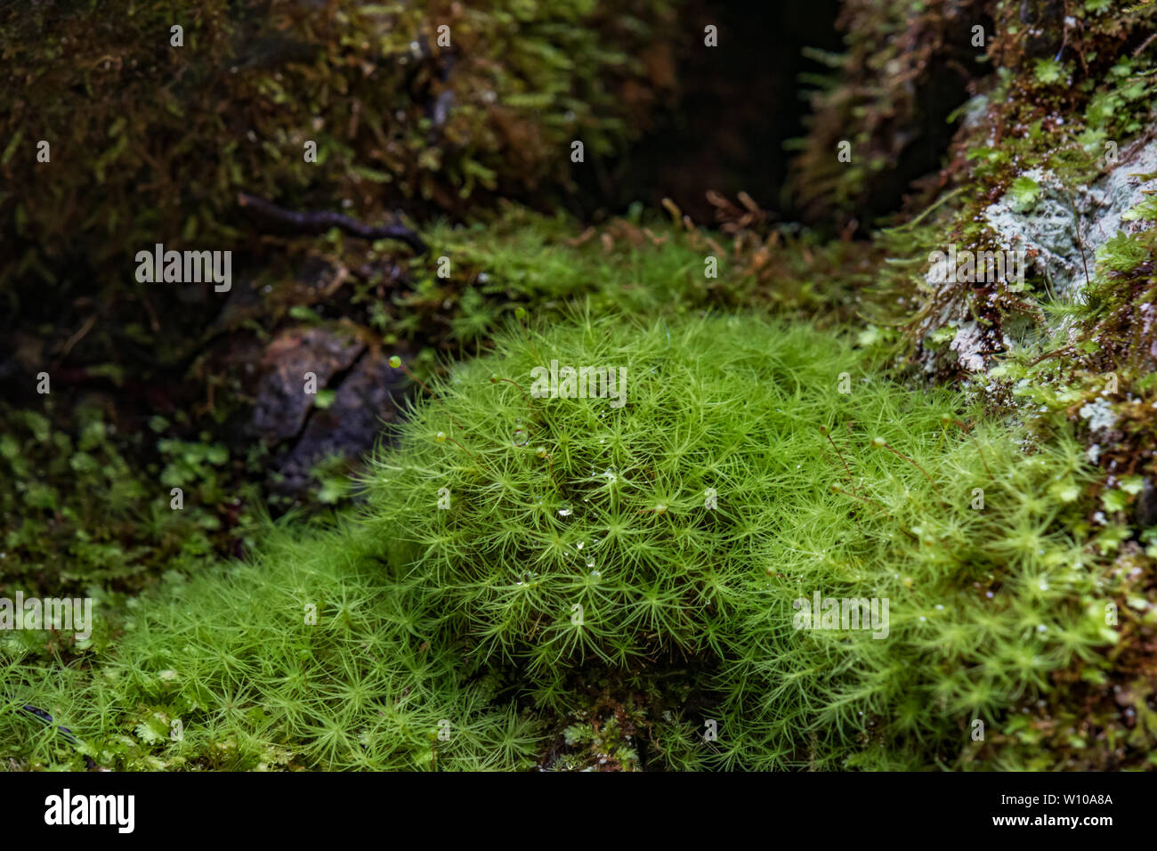 Clump of moss hi-res stock photography and images - Alamy