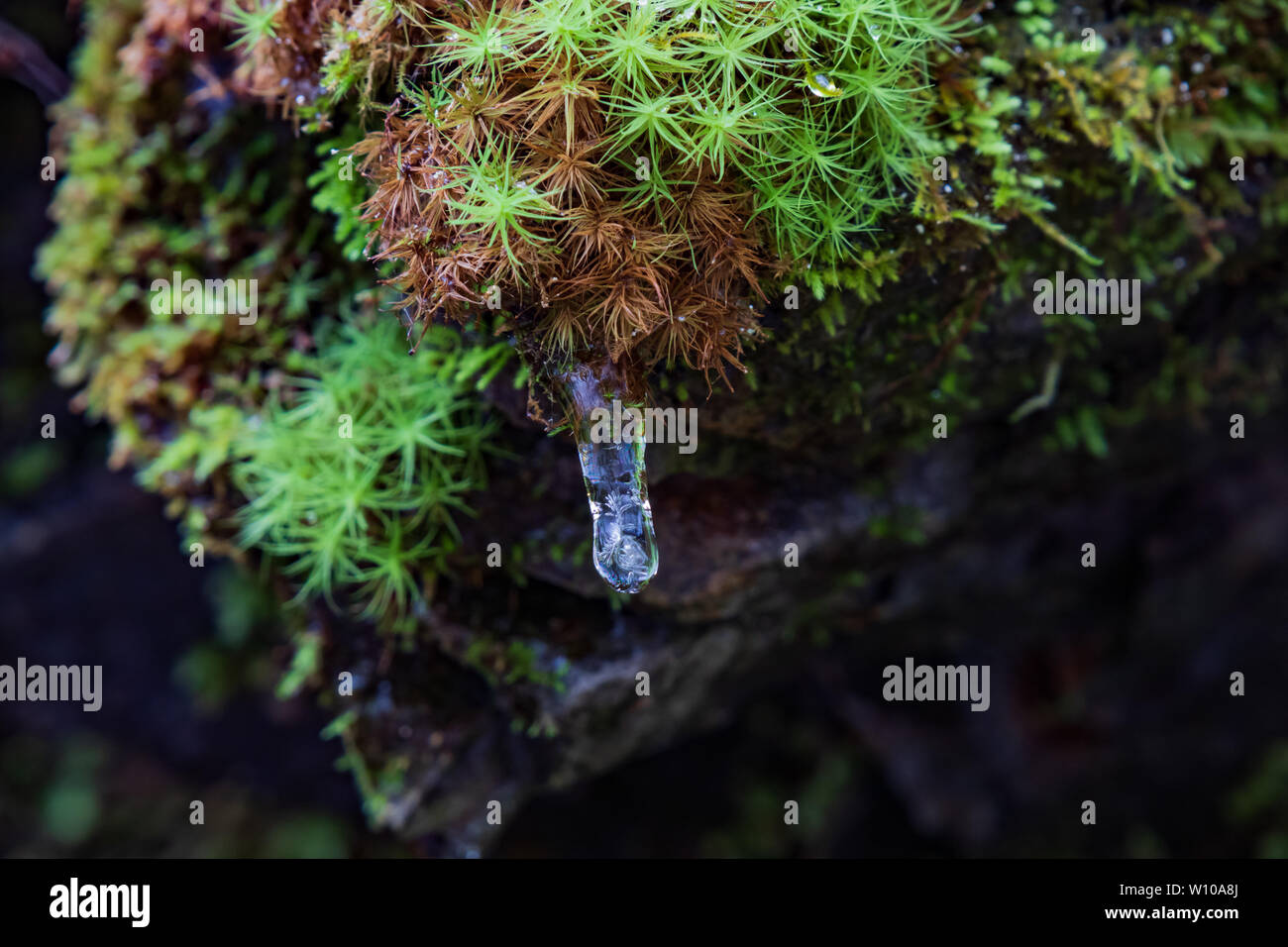 Moss clumps on rock hi-res stock photography and images - Alamy