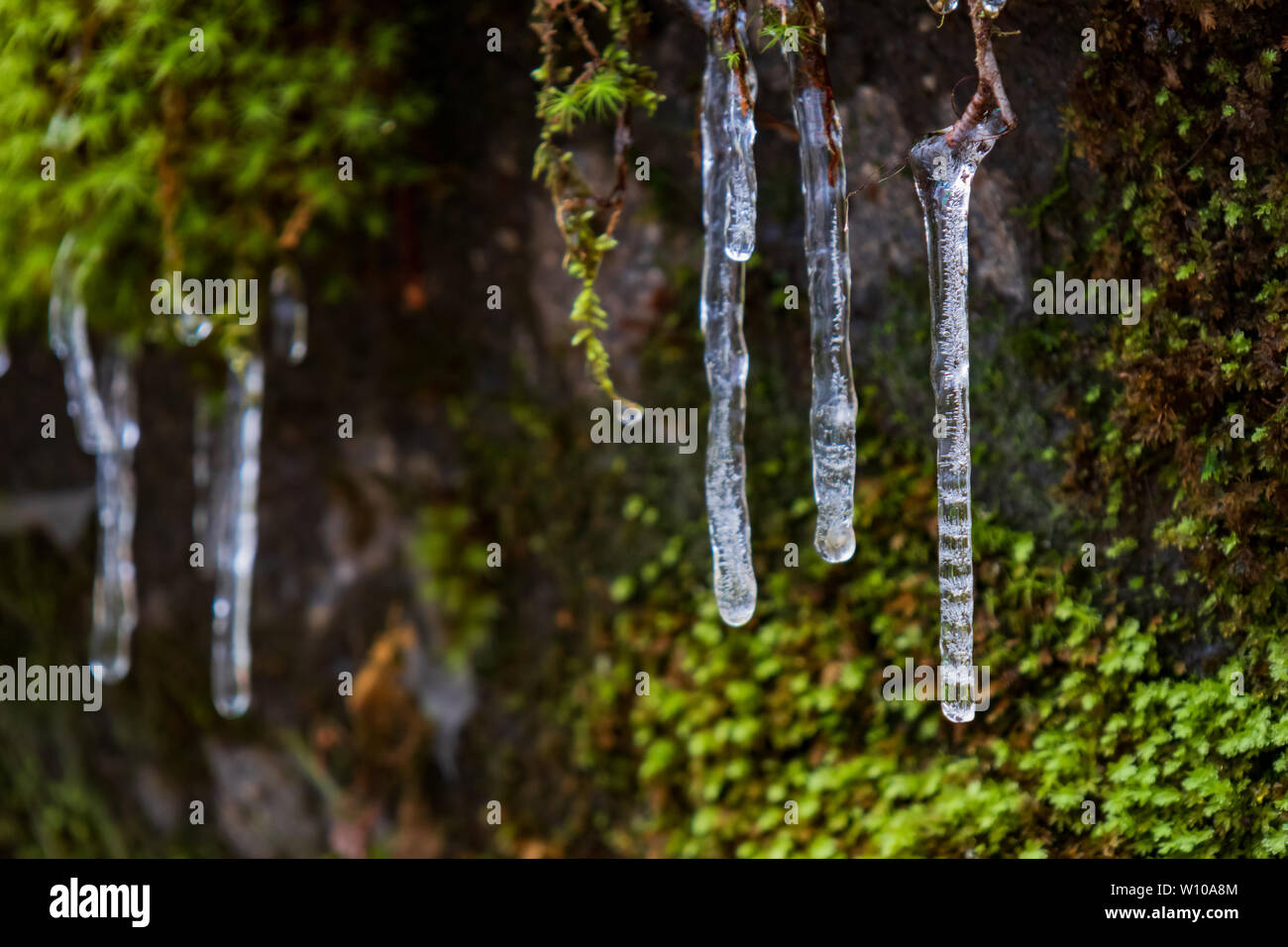 Rock moss clumps hi-res stock photography and images - Alamy