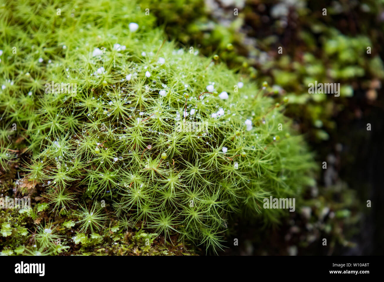 Clump of moss on rocks with icicle and water droplets close-up Stock ...