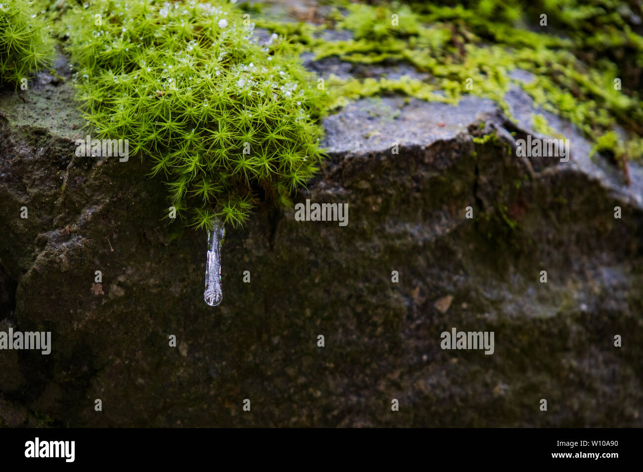 Rock moss clumps hi-res stock photography and images - Alamy