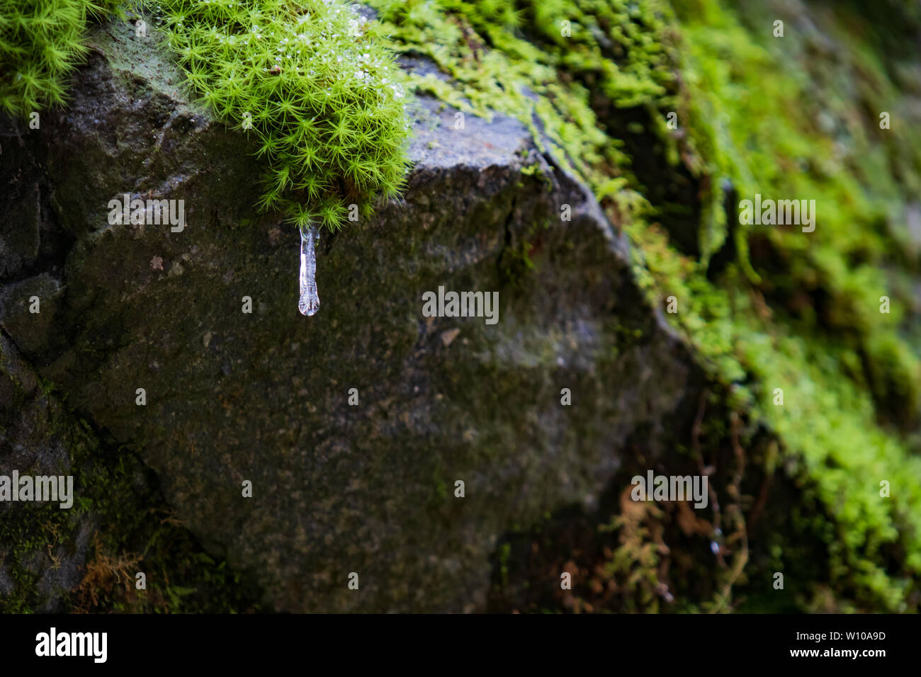 Rock moss clumps hi-res stock photography and images - Alamy