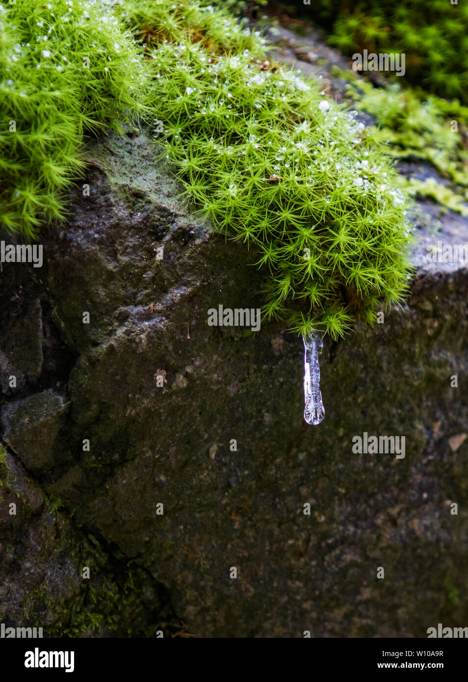 Moss clumps on rock hi-res stock photography and images - Alamy