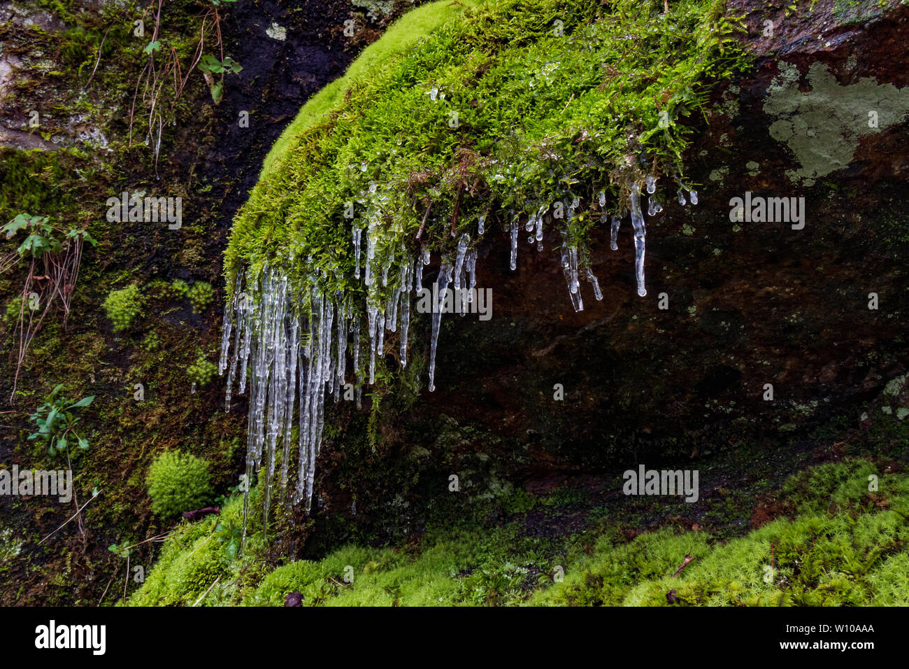 Clump of moss on rocks with icicle and water droplets close-up Stock ...