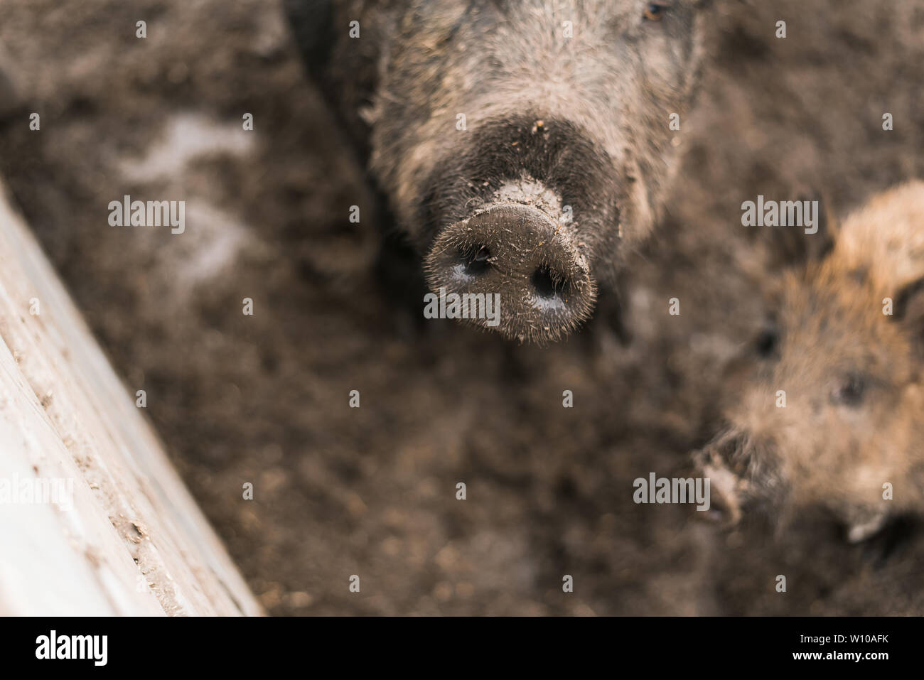Piglet in the camera lens. Dirty boar nose. Pig pig on a farm Stock ...