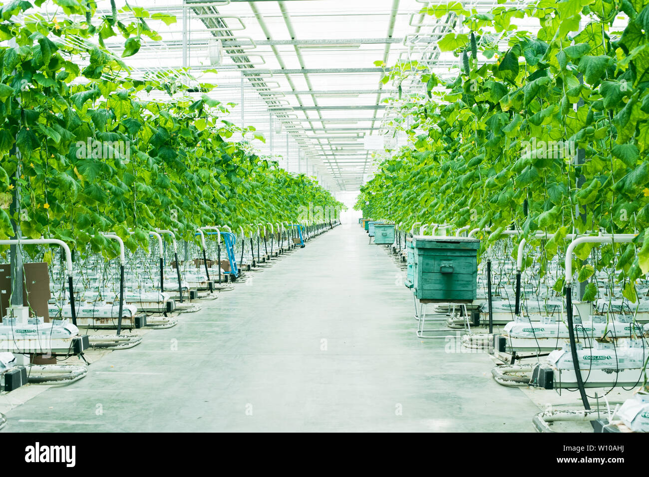 Commercial cucumber growing hi-res stock photography and images - Alamy