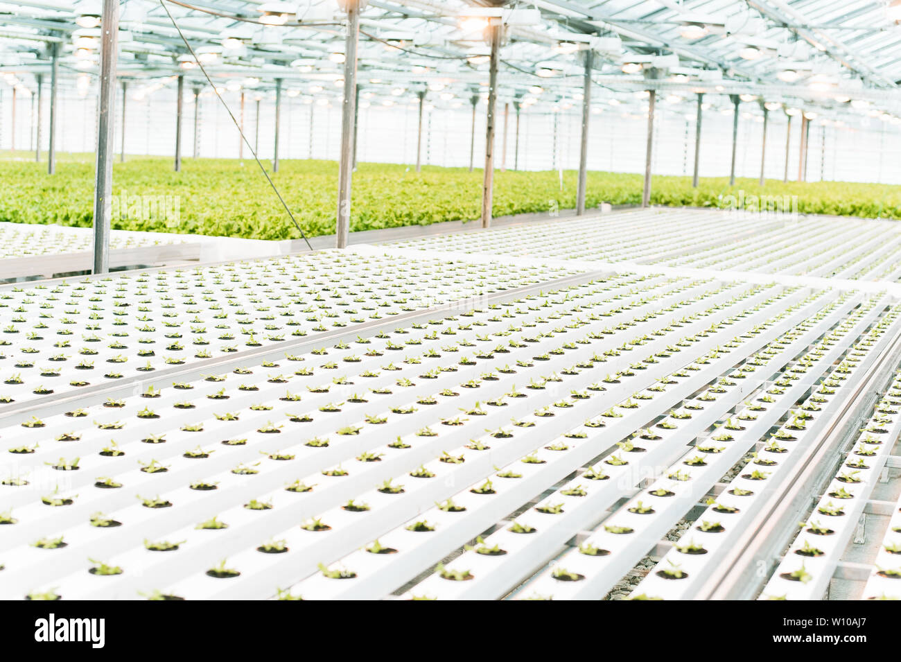 green sprouts in a large bright white greenhouse Stock Photo - Alamy