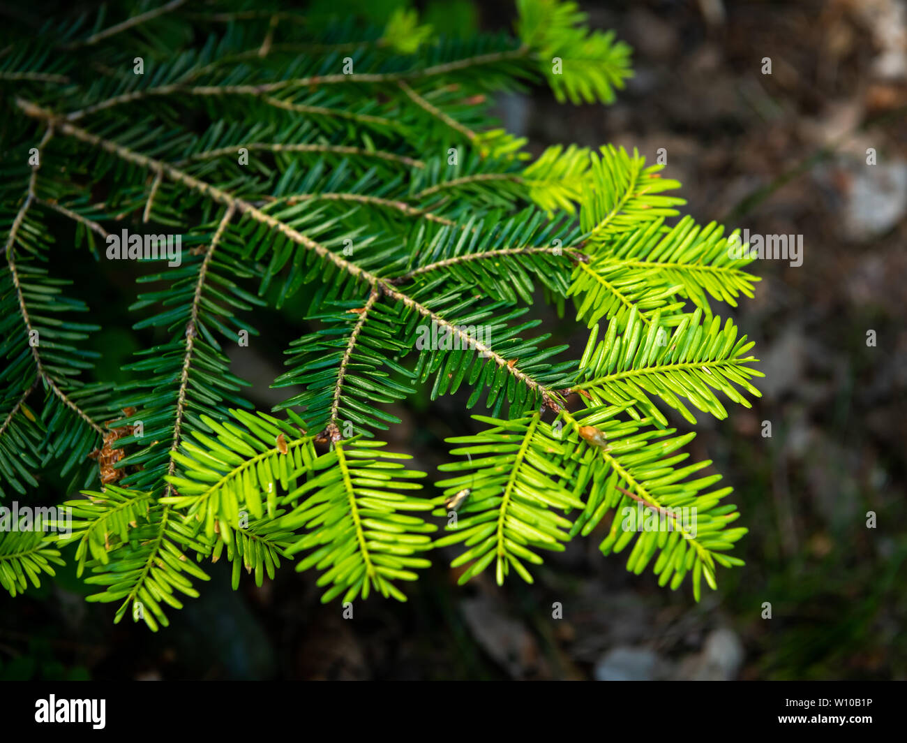 Fir tree abies alba hi-res stock photography and images - Alamy