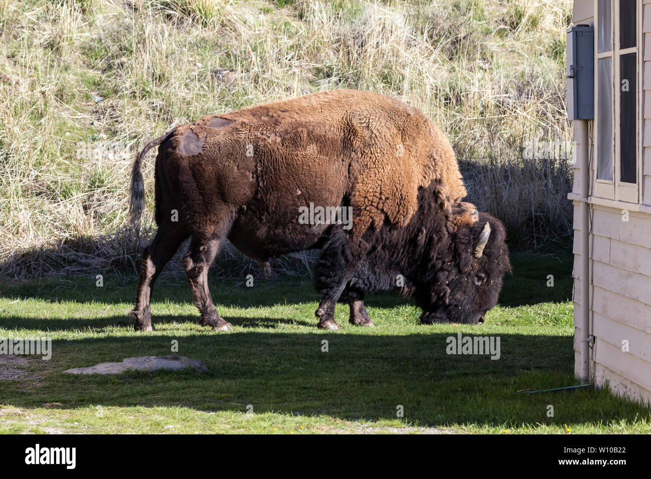A bison (Bison bison) grazes behind a visitor cabin at Mammoth Hot ...