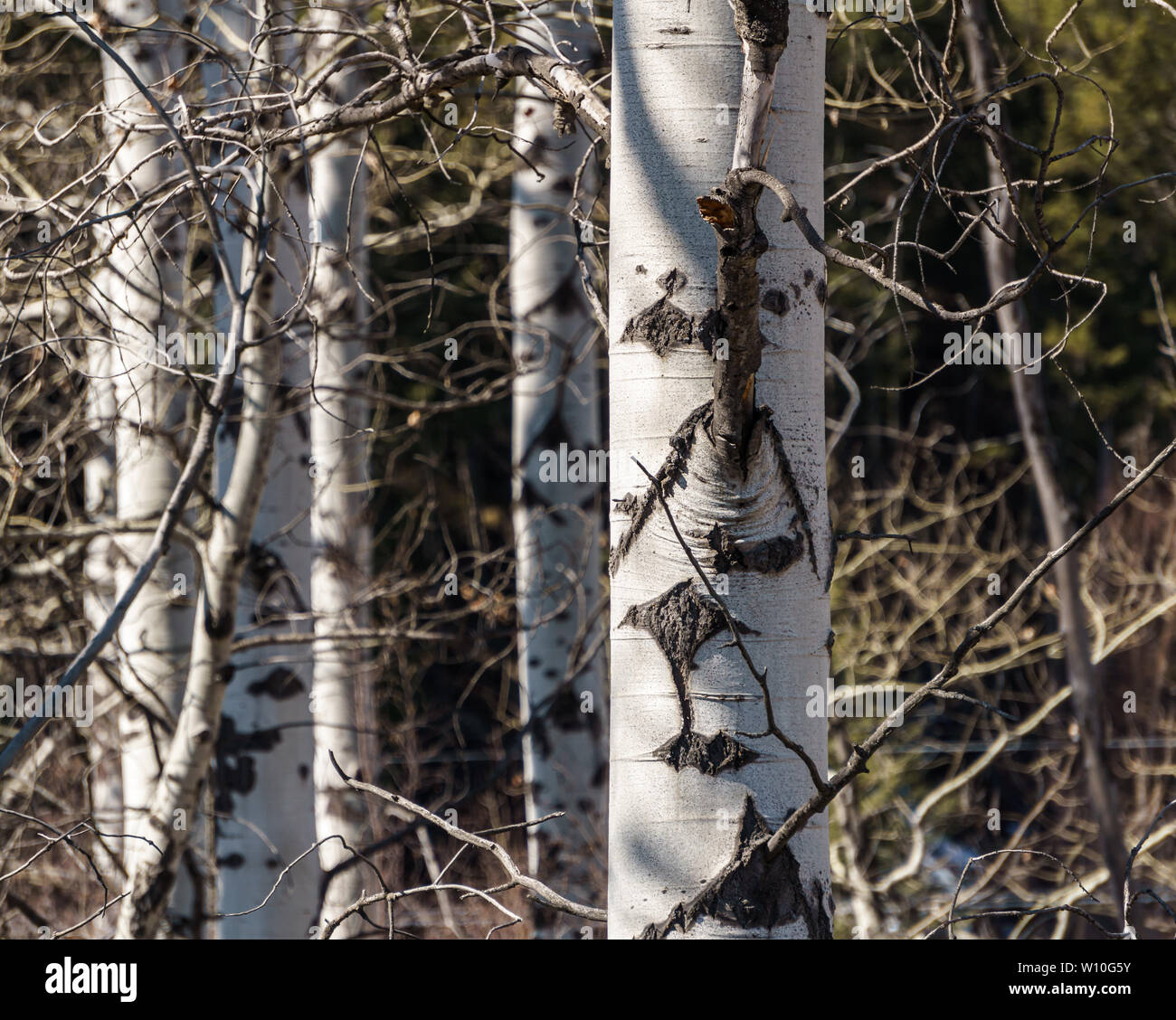 birch tree trunks in early spring closeup Stock Photo - Alamy