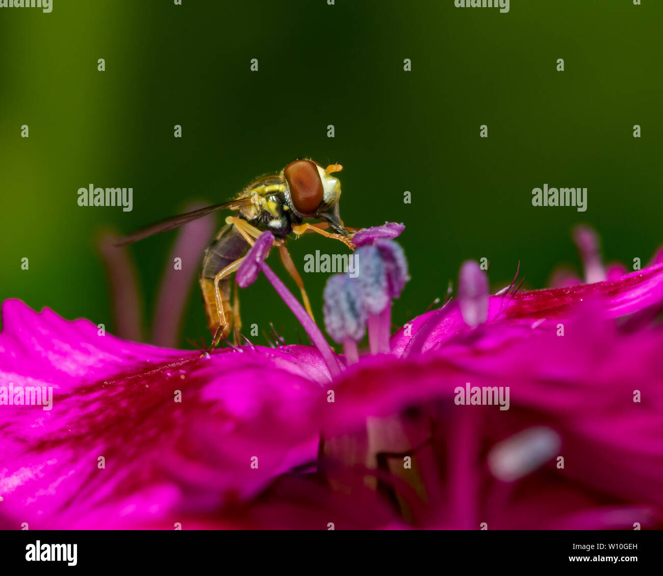 Wildflowers pollination pollinator hi-res stock photography and images ...