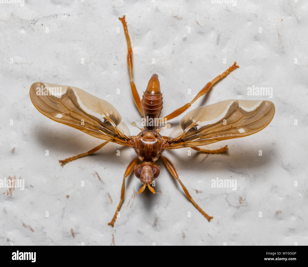 Light fly hi-res stock photography and images - Alamy