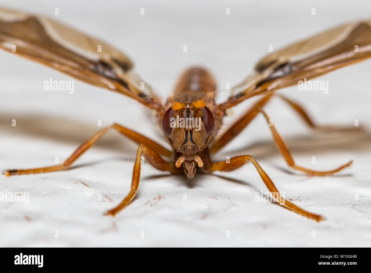 Large fly species hi-res stock photography and images - Alamy