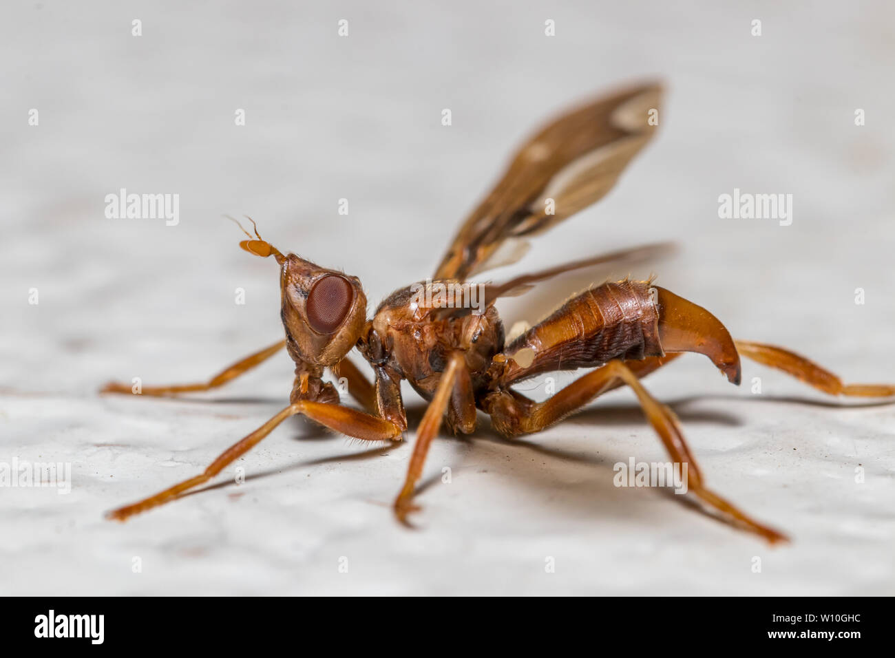 Large fly species hi-res stock photography and images - Alamy