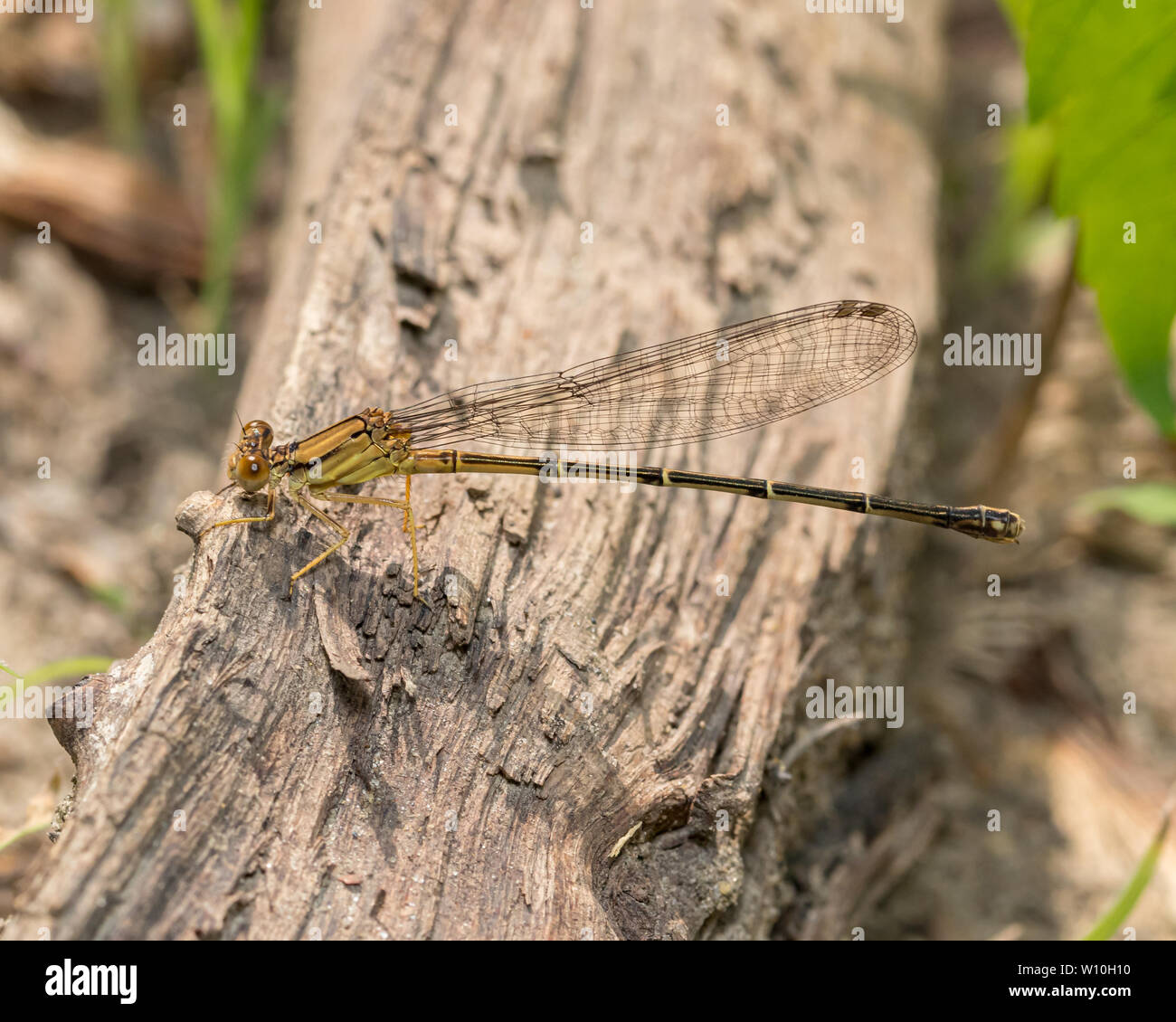Species of damselfly hi-res stock photography and images - Alamy