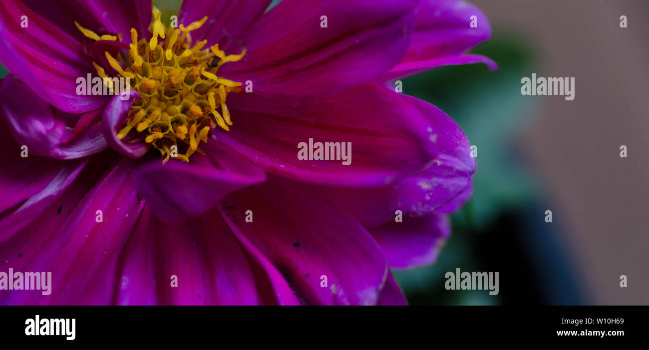 Maco flower hi-res stock photography and images - Alamy